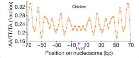 2 A 140 Bp Nucleosome Positioning Template Download Scientific Diagram