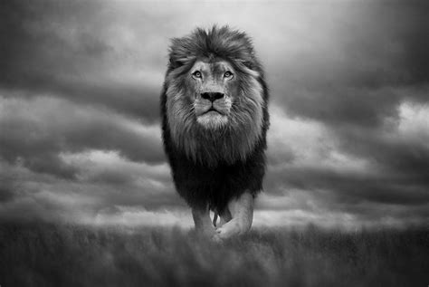 Björn Persson King Of Kings Kruger National Park South Africa 2020 By Björn Persson For