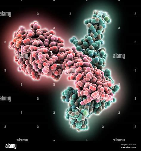 Amyloid Precursor Protein Complexed With Death Receptor 6 Computer