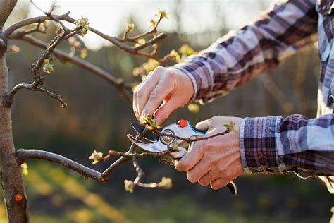 When And How To Prune Apple Trees Gardeners Path