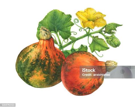 잎 꽃과 호박의 가을 꽃다발 행복한 추수 감사절 흰색 배경에 격리 된 수채화 손으로 그린 그림 그림 그림 10월에 대한 스톡 벡터 아트 및 기타 이미지 Istock