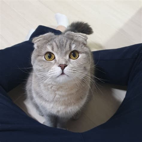 베네본 베네본👀 위시본 베이컨 Bit Ly 31qszaj 위시본 치킨 Bit Ly 2kzigqi 덴탈츄 베이컨 Bit Ly