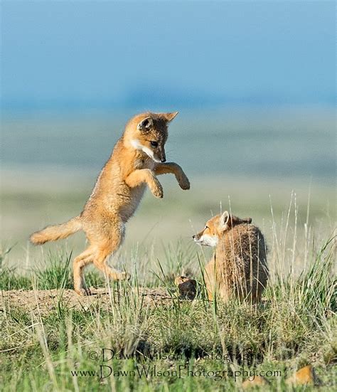 Swift Fox Pawnee 2015 2 Swift Fox Fox Fox Cub