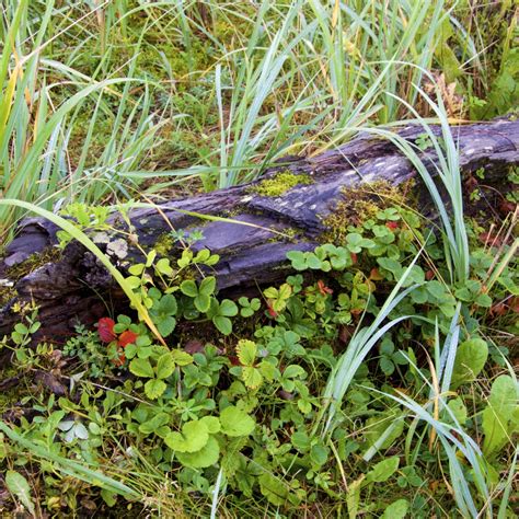 Ornamental Strawberry Beach Strawberry Fragaria Chiloensis