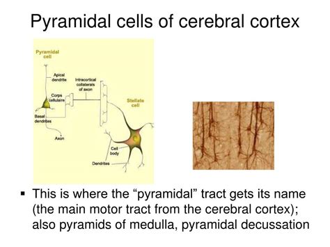 PPT Fundamentals Of The Nervous System PowerPoint Presentation Free Download ID 6764743