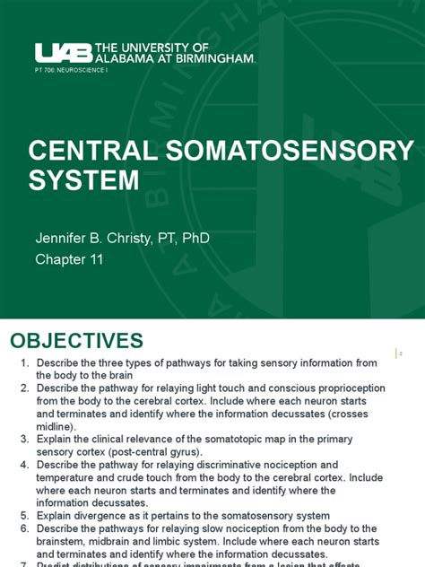 Physical Therapy Neuroscience Central Somatosensory Lecture Post Pdf