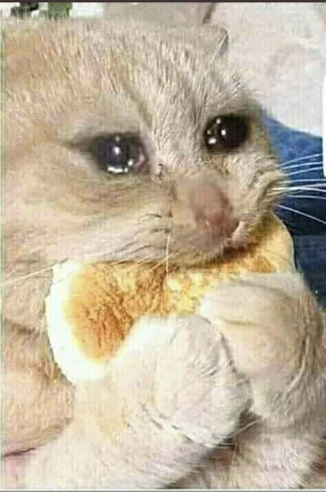 Top 99 ăn Meme được Xem Và Download Nhiều Nhất