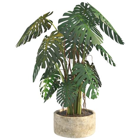 Outdoor Plant 01 3d Model For Vray