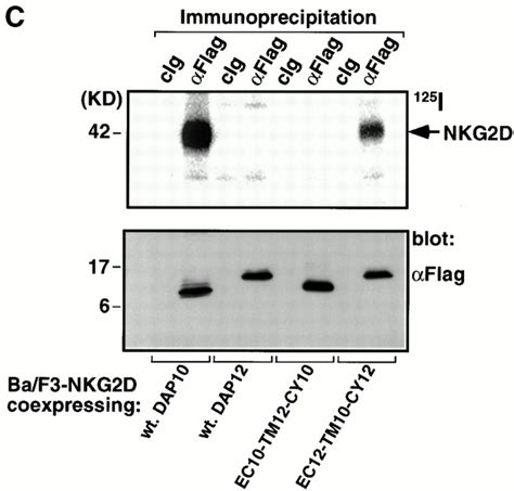 Dap10 And Dap12 Form Distinct But Functionally Cooperative Receptor