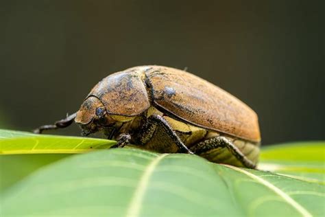How To Identify And Control White Grubs Gardeners Path