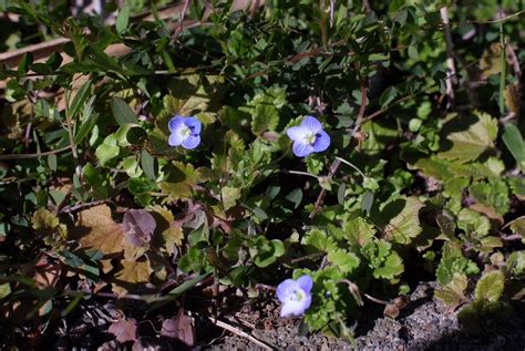 いよいよオオイヌノフグリが本格的に咲き出したこの道端やコンクリの隙間に元気よく花をつけている感じがザ野草 って気日高トモキチ 冬来