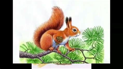 Художня література ВСухомлинський Білка і добра людина Youtube