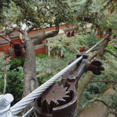 Cable And Dynamic Bracing The Tree Company