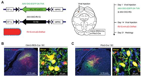 Transcriptomic Encoding Of Sensorimotor Transformation In The Brainvta