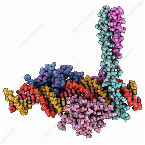 Interferon Regulatory Factor Complex Stock Image C035 8187 Science Photo Library