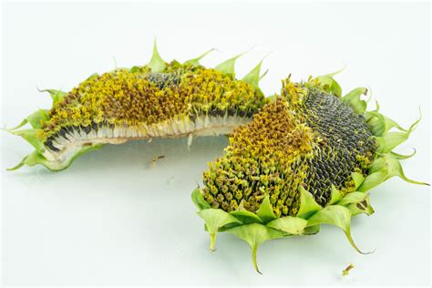 해바라기 씨 사진 배경 식물 해바라기 해바라기 씨 배경 일러스트 및 사진 무료 다운로드 Pngtree