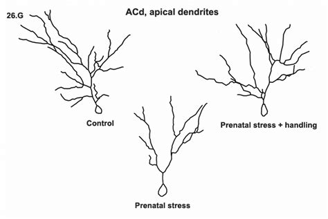 G Representative Examples Of Apical Dendrites Of Layer Ii Iii Acd