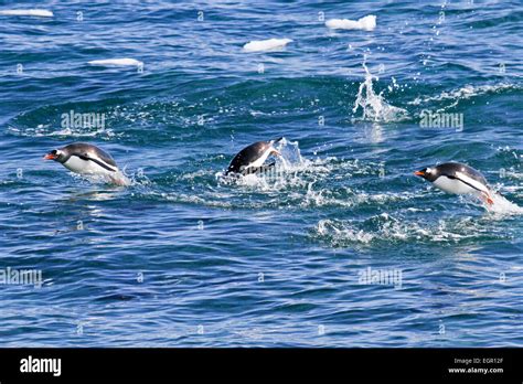 Gentoo Penguins Pygoscelis Papua Swimming In The Ocean Gentoo