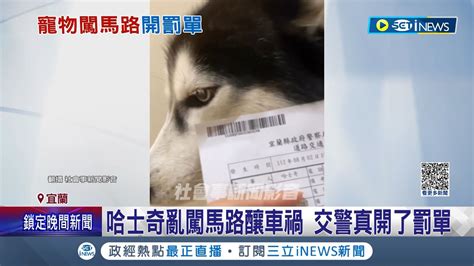 當事人名真寫哈士奇！愛犬哈士奇亂闖馬路釀車禍 交警真開了罰單引爭議 警方釋疑欄位指物種 罰單無誤│記者 黃詩涵 黃國瑞│【台灣要聞