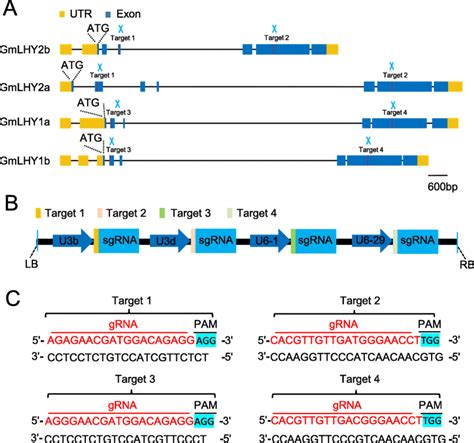 Diagram Of The Dual Grna Crispr Cas9 Vector Target Sequences And