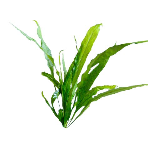 Java Fern Planted Tank Mates