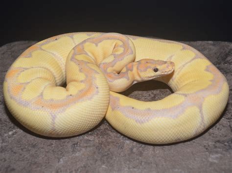 Banana Ball Python Traits Morphpedia