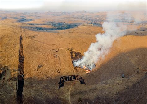 2017 Locust And Grasshopper Hannelie Coetzee