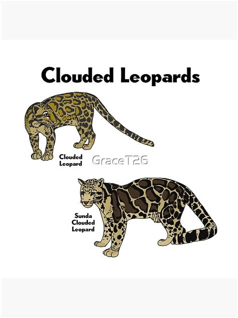 Clouded Leopard Size Clouded Leopard Size