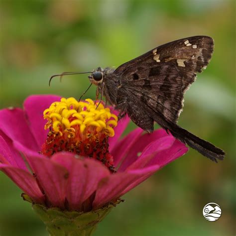 Iucn Red List Of Ecosystems 🐝 Pollination Is A Keystone Process In