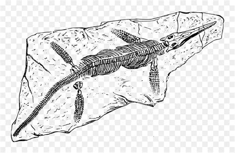 Clip Art Fossile