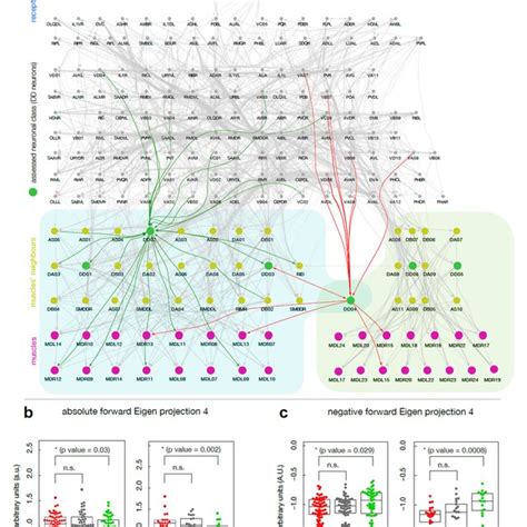 Controlling The C Elegans Neural Network A Schematic Neural Circuit Download Scientific