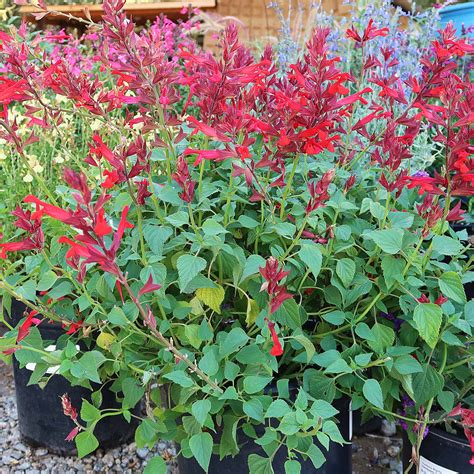 Shop Red Salvia ‘roman Red Care And Growing Guide Planet Desert