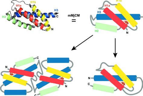 Topologically Rearranged Variants Of The Monomeric Chorismate Mutase Download Scientific