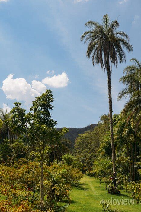 Palms Grow Like Grasses With Sheathes That Wrap Around The Stem Wall