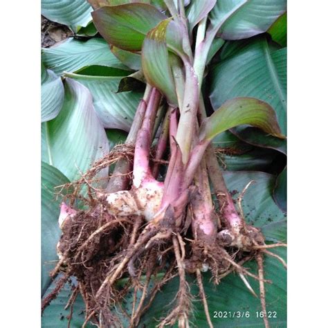 Jual Bibit Umbi Ganyong Merah And Putih Keluar Tunas Indonesia Shopee Indonesia