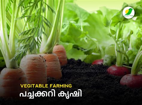 Horticulture Vegetables പച്ചക്കറി കൃഷി