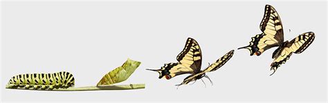 Caterpillar To Butterfly Transformation Yellow And Black Butterflies