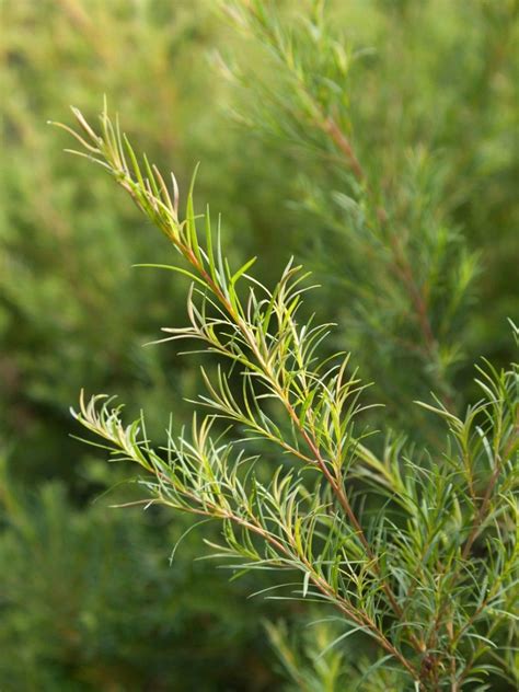 Container Grown Tea Tree Care Growing A Tea Tree In Planters