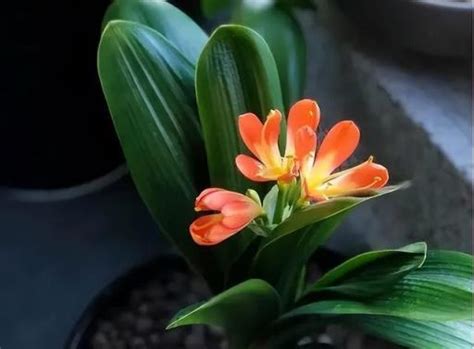 12月君子蘭開花關鍵期，趕緊做好這幾件事，順利爆盆早開花 Imomo植物問問