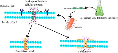 Isolation And Characterization Of Lactic Acid Bacteria Producing A Potent Anti Listerial