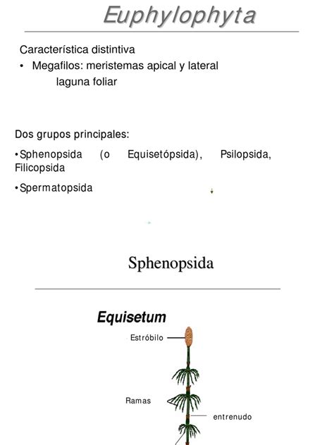 Plantas Vasculares Sin Semilla Ii Pdf Helecho Organismos