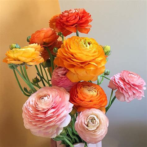 Ranunculus Bouquet Red Bouquet Ranunculus Bouquet Ranunculus