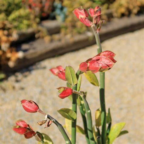 Shop ‘pedilanthus Bracteatus Tall Slipper Plant Care And Growing