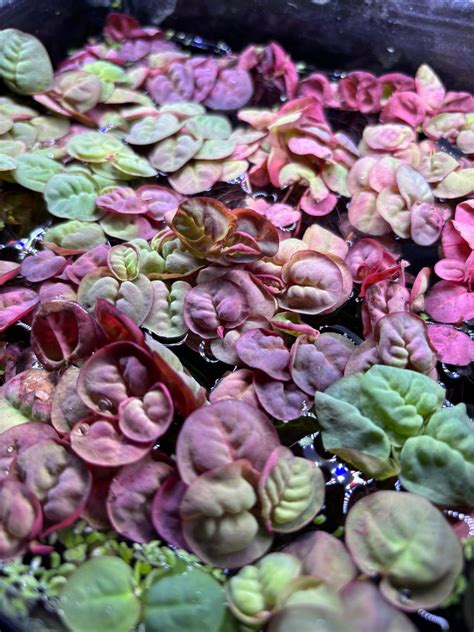 Red Root Floaters Phyllanthus Fluitans Aquarium Shoppe Llc