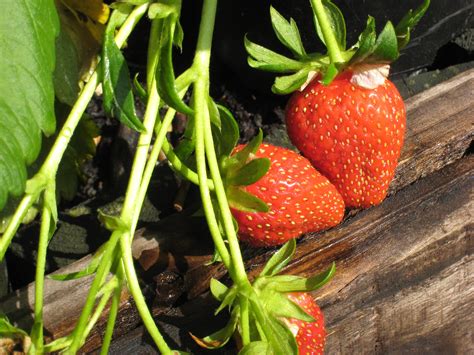 Лунный календарь на июнь — 2022 год благоприятные дни для посадки садоводам огородникам 24СМИ