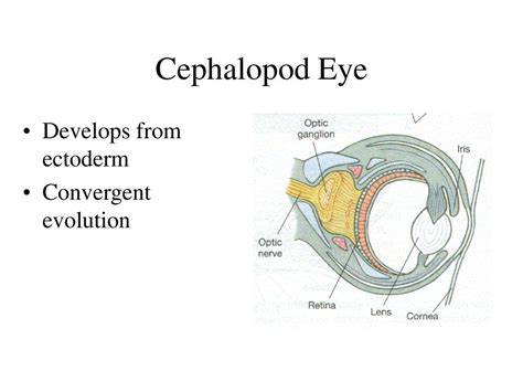 Mollusks And Annelids Ppt Download