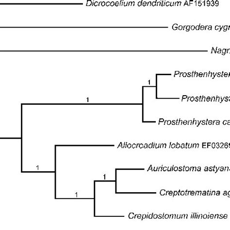 Phylogram Resulting From Bayesian Inference Analysis 1000000