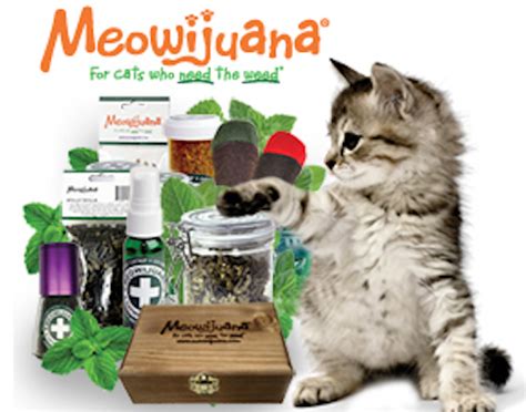 Catnip For Cats Who Need The Weed Modern Cat