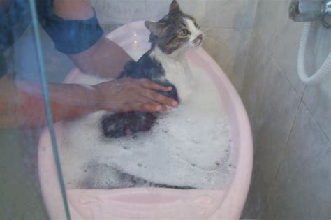 Coisas Que Minha Avó Tinha O Banho Da Laurinha