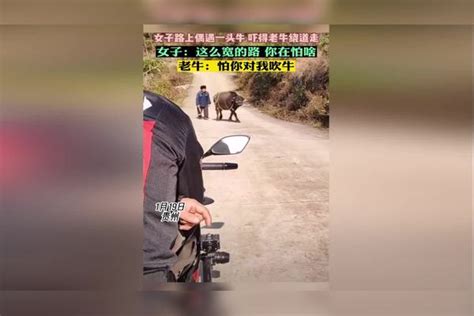女子路上偶遇一头牛，吓得老牛绕道走，女子：这么宽的路，你在怕啥？